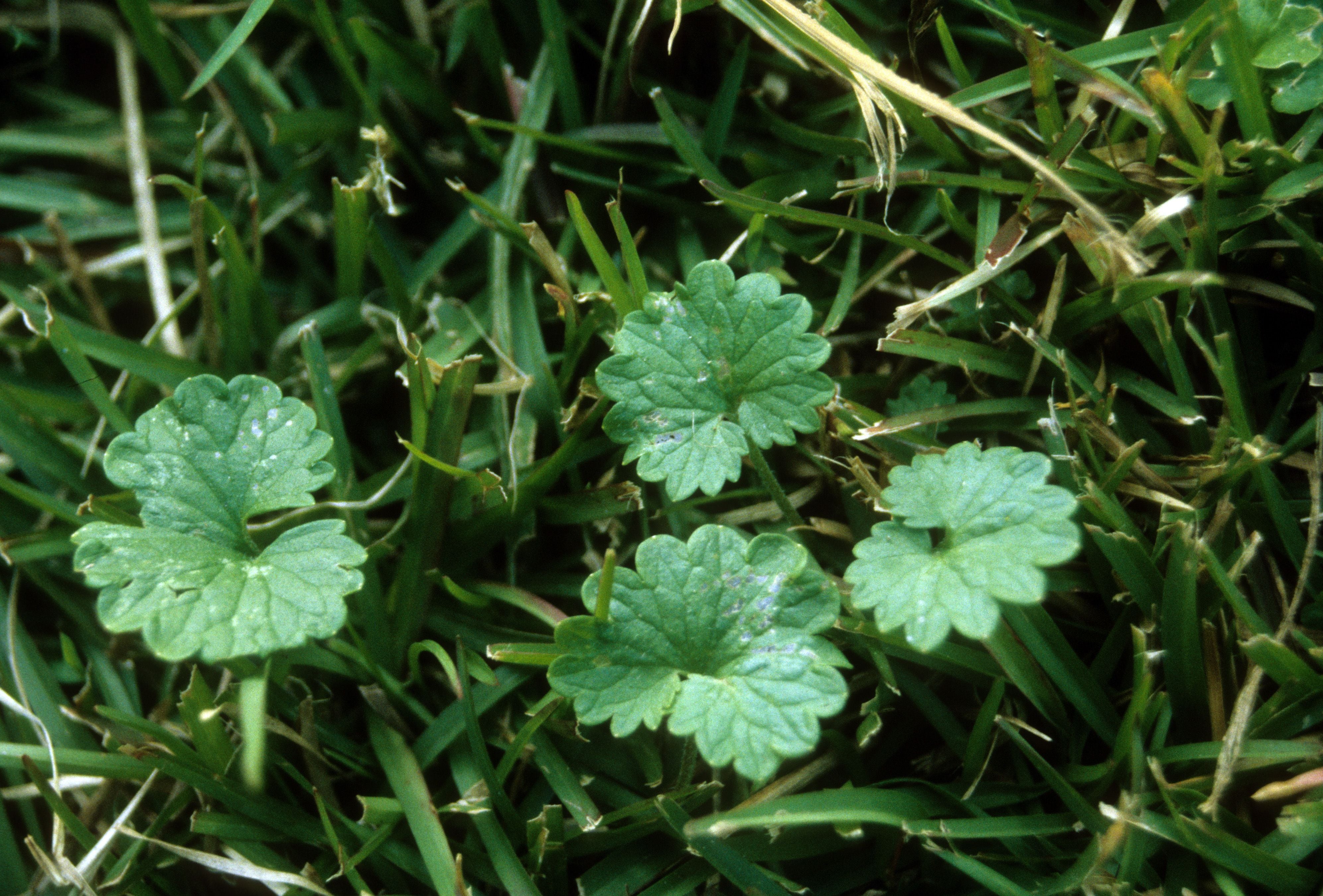 What Does Creeping Charlie Look Like In Your Lawn
