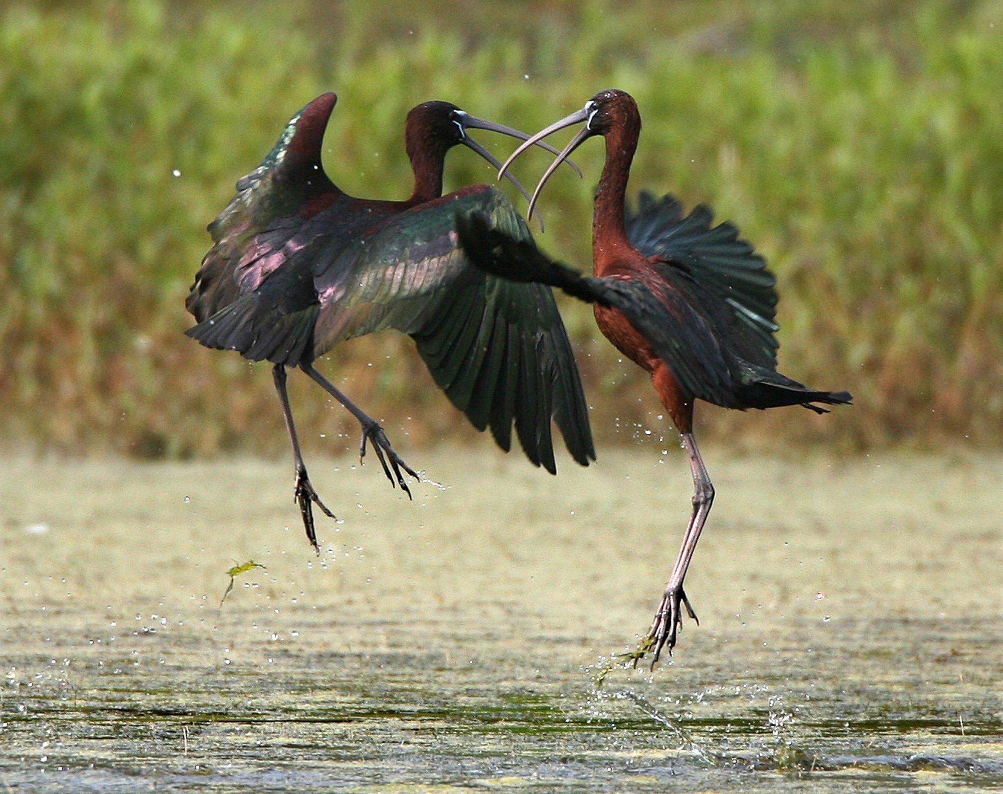 Coastal Birds
